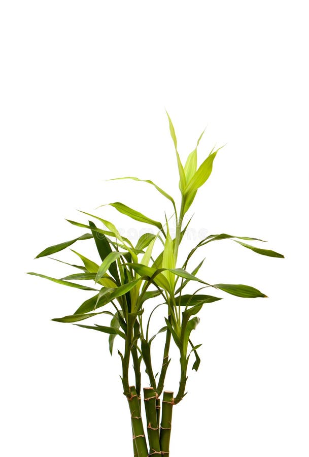 Fresh bamboo stock photo. Image of white, plant, bamboo - 12143318