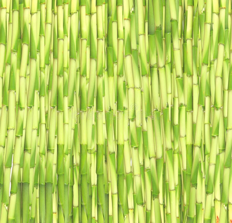 Bamboo forest stock image. Image of background, tropical - 17886749