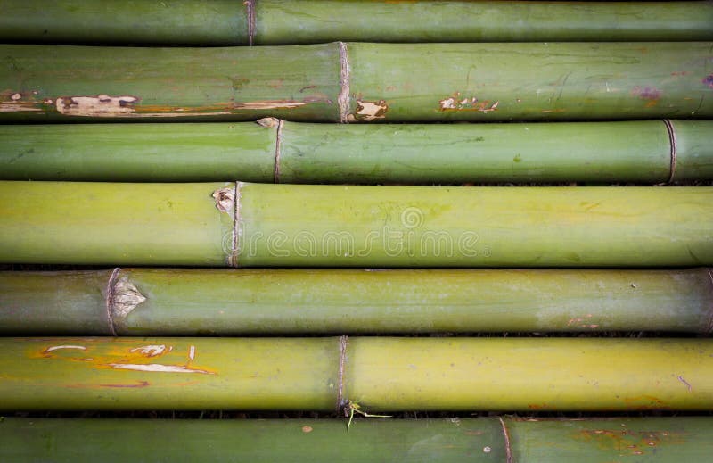 Fresh bamboo background. stock image. Image of garden - 40608079