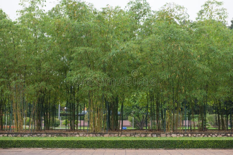 Fresh bamboo in garden stock photo. Image of nature, garden - 51813990