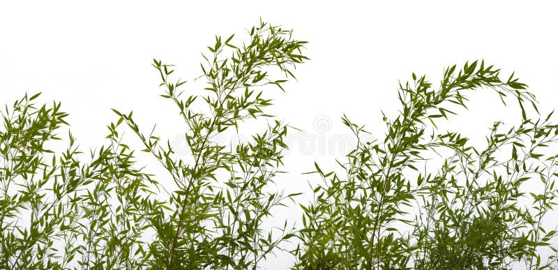 Fresh Bamboo Isolated on a White Background Stock Photo - Image of ...