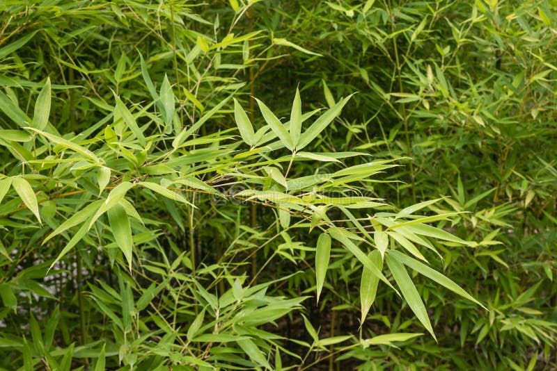 Fresh bamboo leaves stock photo. Image of bamboo, shoots - 56297920