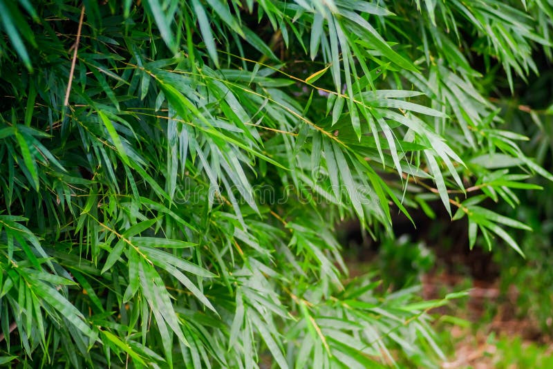 Fresh Bamboo Leaves in a Forest Stock Image - Image of fresh, forest ...