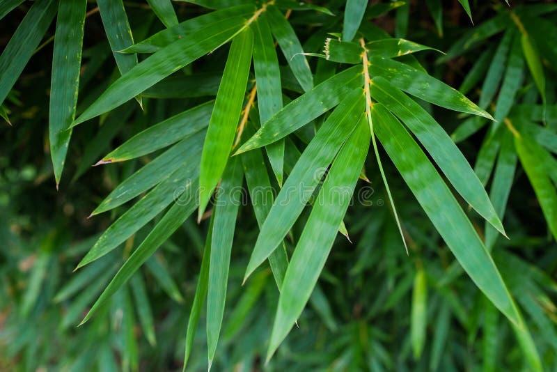 Fresh Bamboo Leaves in a Forest Stock Photo - Image of japanese, growth ...