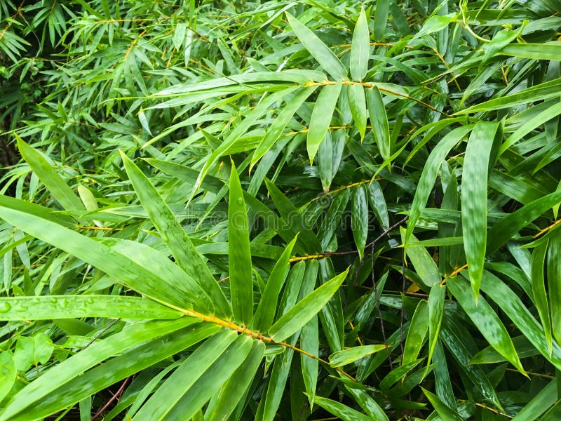 Fresh Bamboo Leaves in a Forest Stock Image - Image of growth, forest ...
