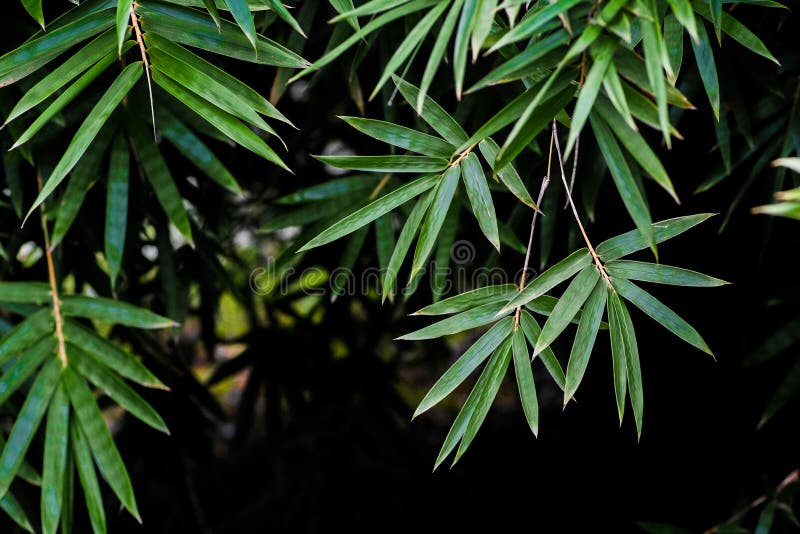 Fresh Bamboo Leaves in a Forest Stock Image - Image of natural, bamboo ...