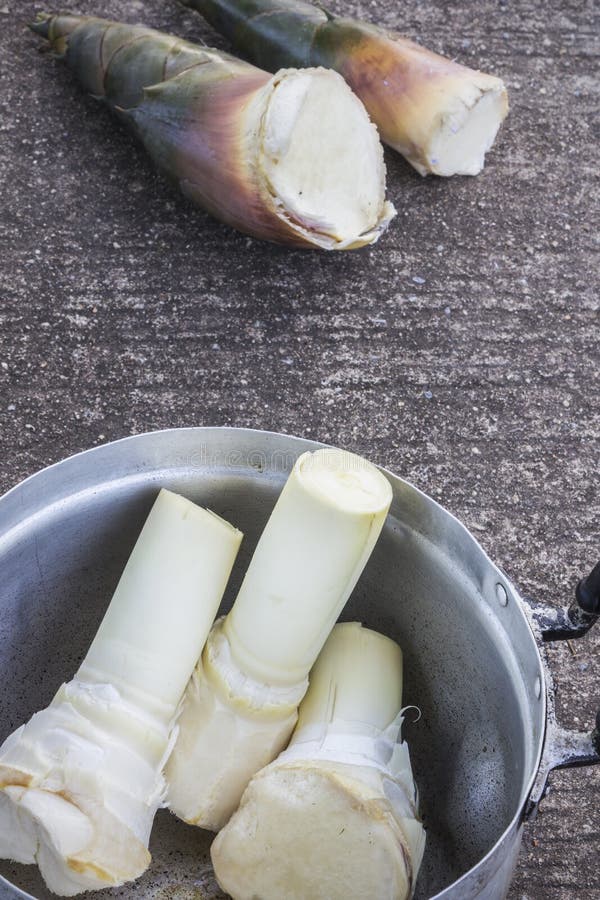 Fresh bamboo shoots stock image. Image of japanese, leaf - 60330073