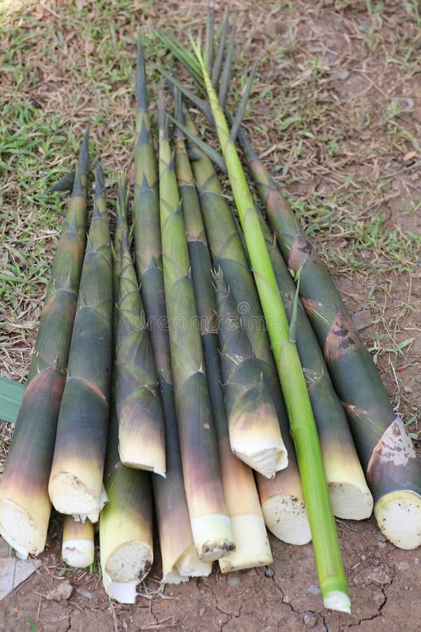 Fresh Bamboo Shoots from Nature Stock Photo - Image of shoot, copy ...