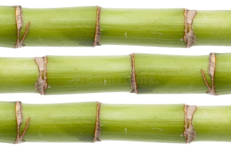 Fresh Bamboo Stalk Texture stock image. Image of green - 18176259