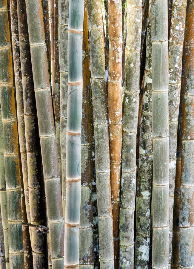 Fresh bamboo stem stock photo. Image of life, oriental - 51835422