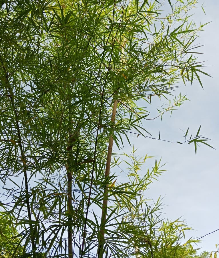 Fresh Bamboo Tree Under the Cloudy Sky Stock Photo - Image of bamboo ...