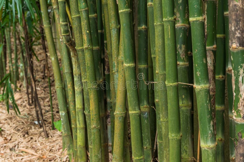 Fresh Bamboo Trees In Forest Stock Photo - Image of fengshui, foliage ...