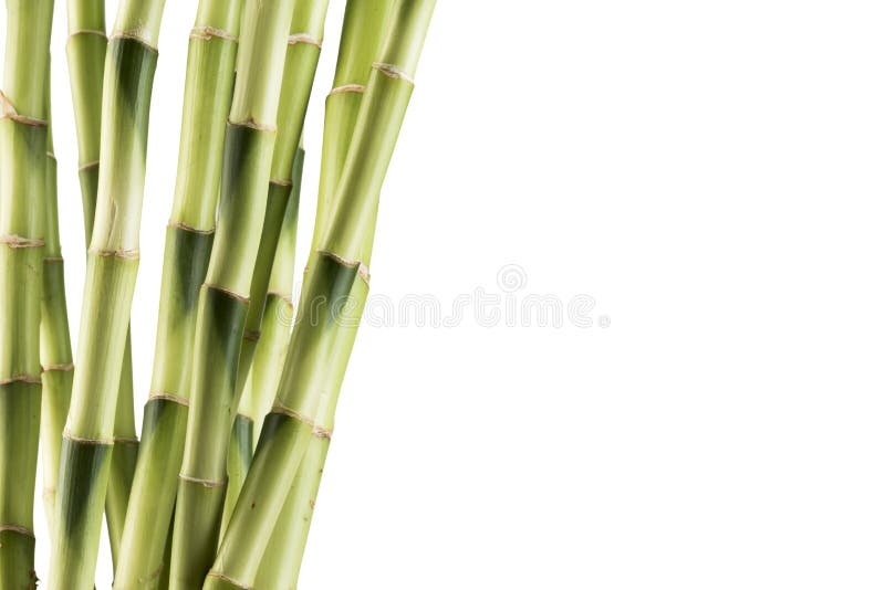 Bamboo on white background stock photo. Image of japanese - 26050080
