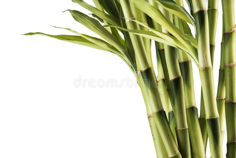 Bamboo on white background stock photo. Image of japanese - 26050080