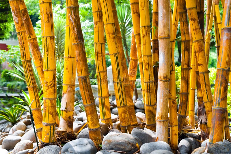 Fresh Bambu Group in the Garden Stock Image - Image of japan, orient ...