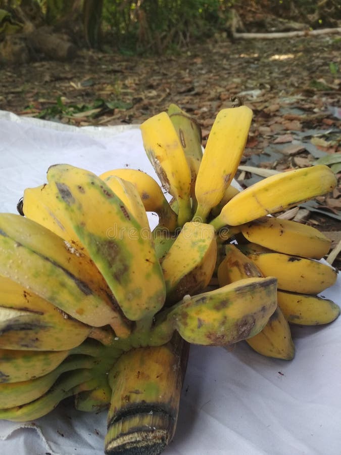 Fresh Banana Bunches on White Cloth Photo Stock Photo - Image of ...