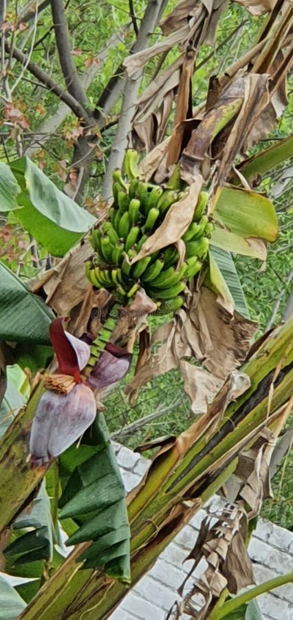Fresh Banana in tree stock photo. Image of leaf, fruit - 180957034