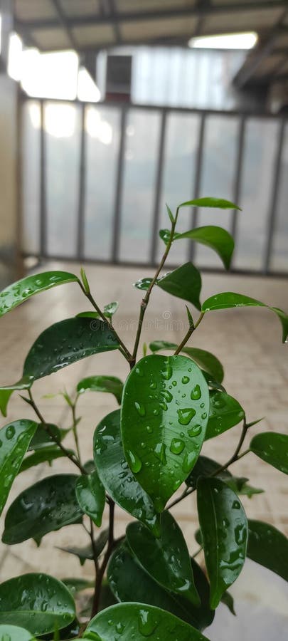 The Fresh Banyan Tree with the Rain Drop Stock Image - Image of green ...
