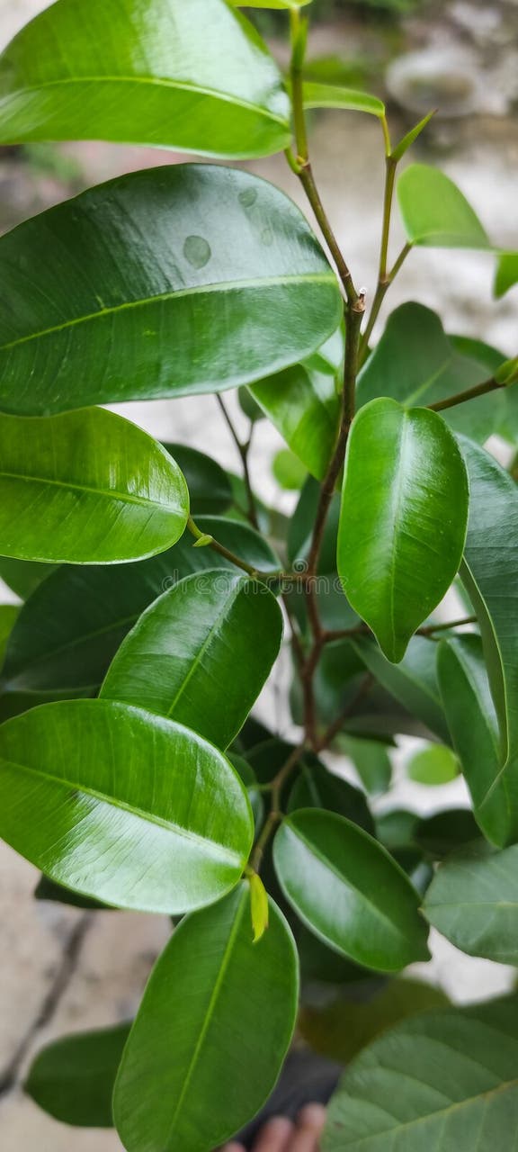 The Fresh Banyan Tree with the Rain Drop, Pattern on Banyan Leaf Stock ...
