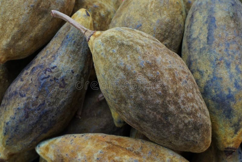 Fresh baobab fruit stock photo. Image of white, exotic - 151398892