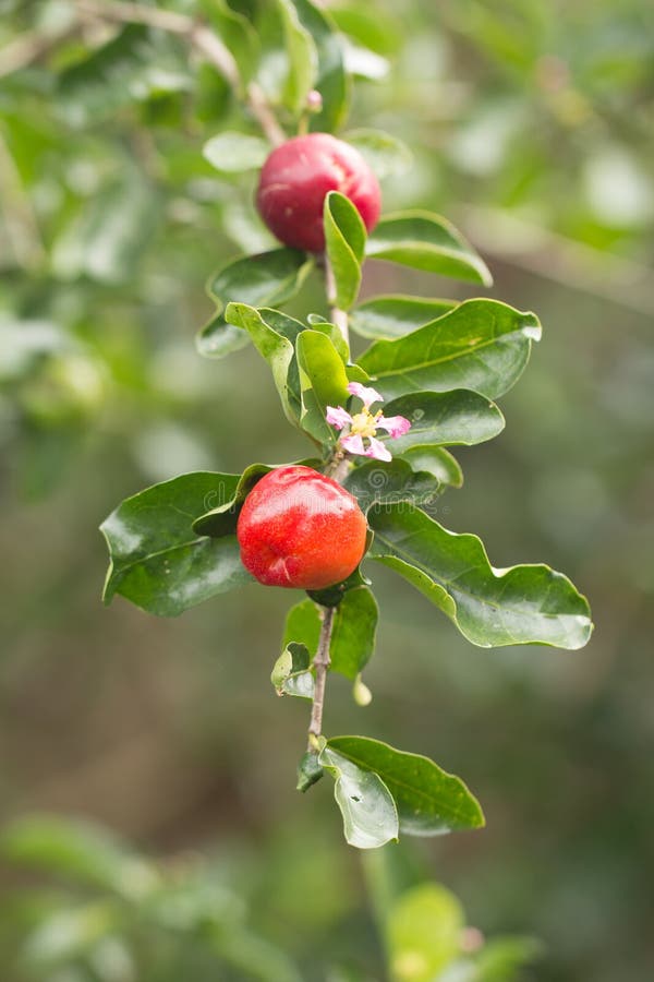 Fresh Barbados Cherry on Tree Stock Photo - Image of delicious, bunch ...