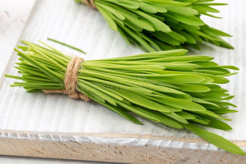 Fresh Barley Grass on a White Background Stock Photo - Image of ...