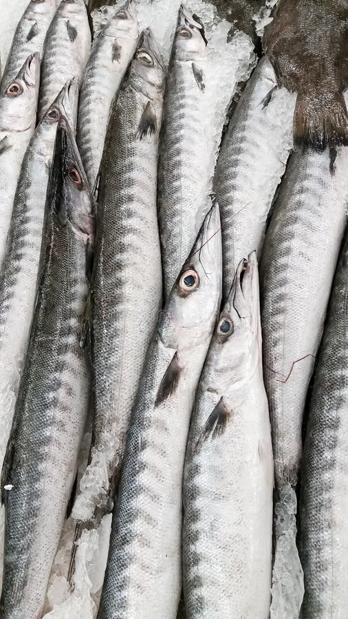 Barracuda Fish Fisherman Stock Photos - Free & Royalty-Free Stock ...