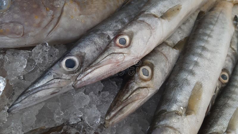 2,990 Barracuda Fish Stock Photos - Free & Royalty-Free Stock Photos ...