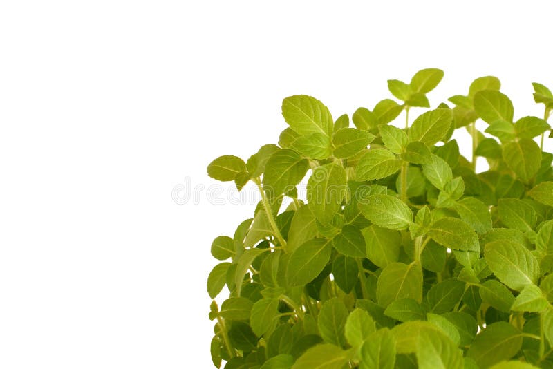 Garden peas stock photo. Image of vegetable, nutritional - 114006