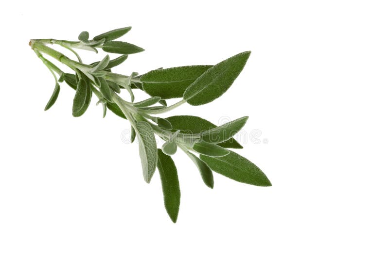 Fresh sage leaves stock image. Image of herb, aromatherapy - 26346479