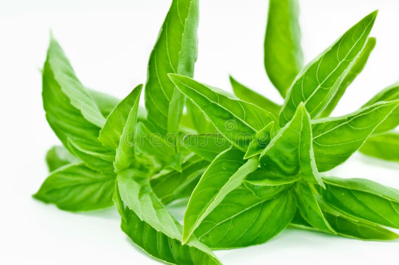 Basil stock image. Image of cultivated, botanical, horticulture - 16028751
