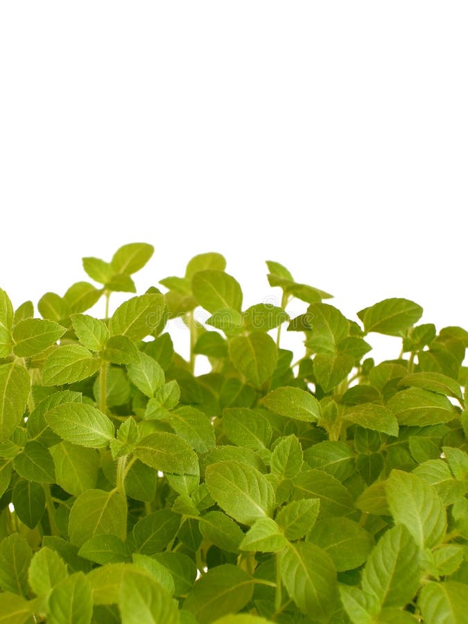 Fresh basil stock image. Image of detail, cultivated, cuisine - 1720849
