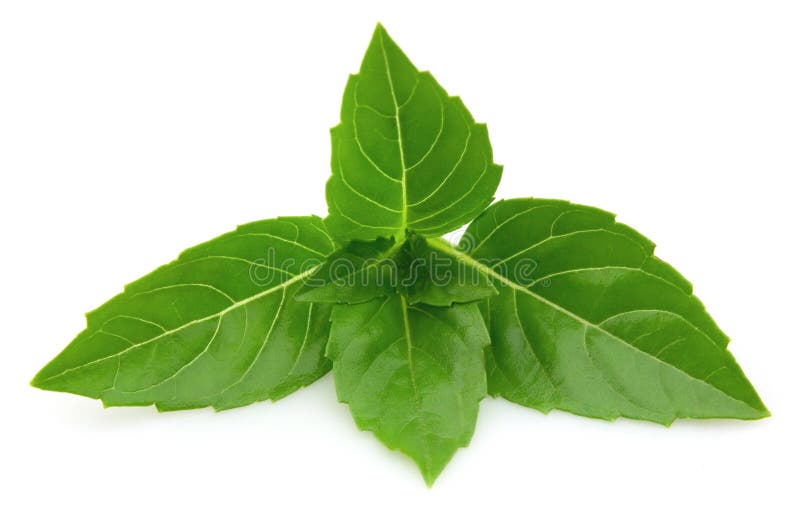 Fresh basil stock image. Image of isolated, white, herbal - 19767573