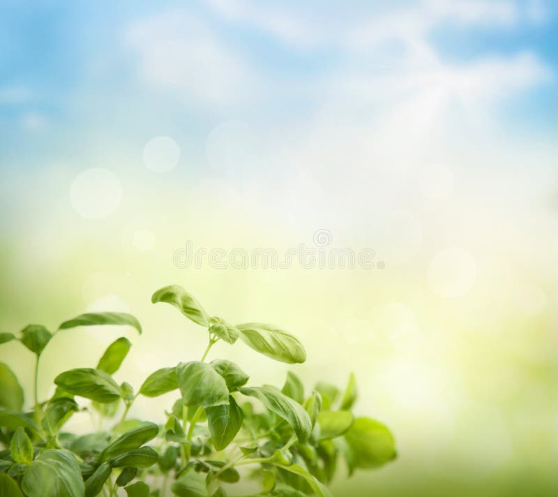 Fresh basil stock image. Image of aromatherapy, healing - 23877071