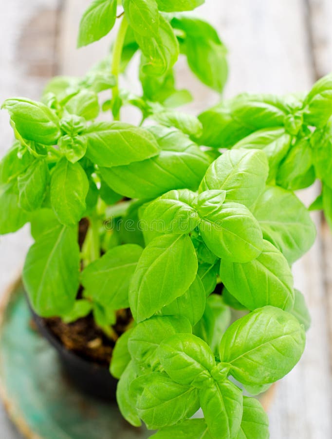 Fresh basil stock image. Image of fresh, gourmet, table - 25795051