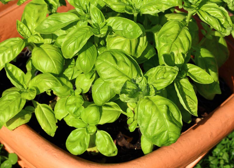 Lavender stock image. Image of beautiful, garden, nature - 7680737