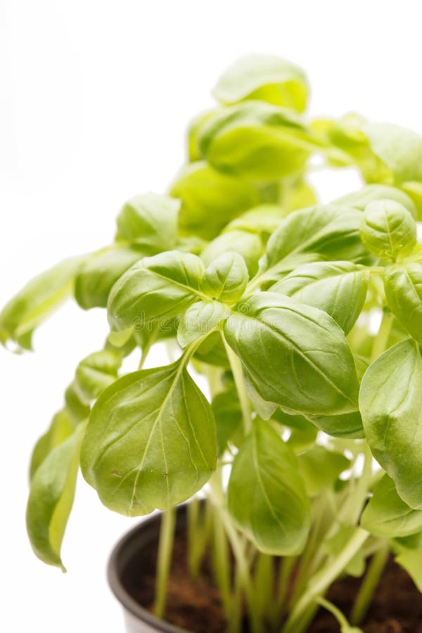 The basil stock image. Image of background, herb, basil - 14184071
