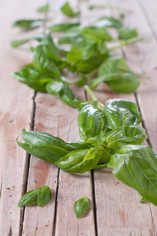 Fresh basil stock image. Image of nature, basil, italian - 27570223