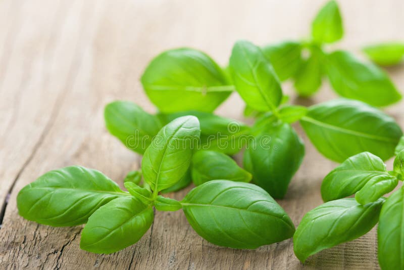 Fresh basil stock photo. Image of botanical, leaf, plant - 28790892