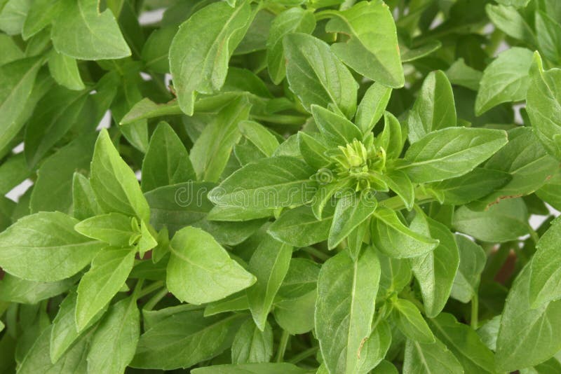 Fresh basil stock photo. Image of mediterranean, dinner - 4155198