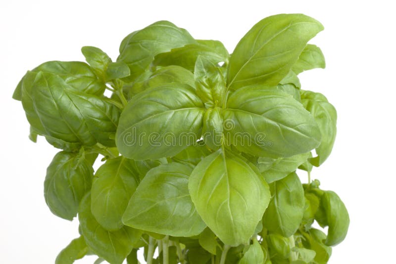 Mixed Fresh Herbs stock photo. Image of cooking, plants - 301622