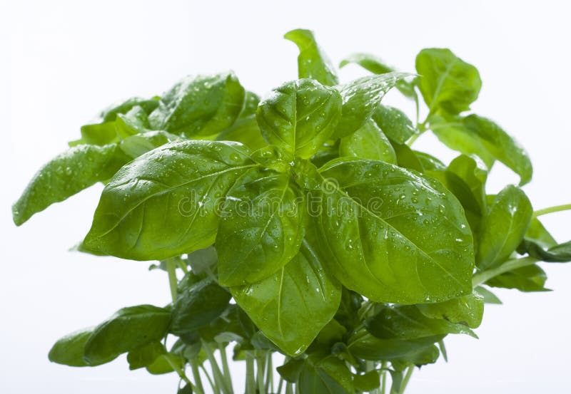 Fresh Basil Spice stock photo. Image of antioxidant, color - 152630