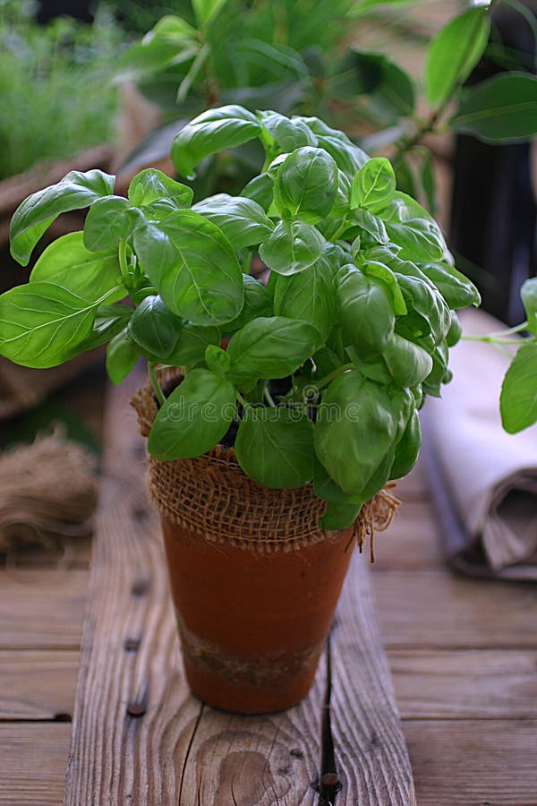 Fresh basil stock image. Image of people, life, basilici - 7575475