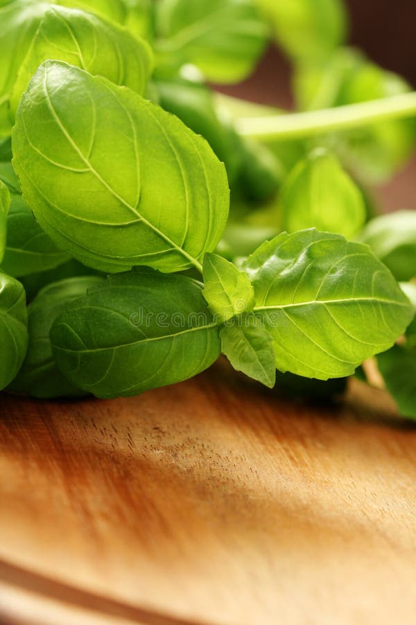 Fresh basil stock photo. Image of object, freshness, tasty - 8186676