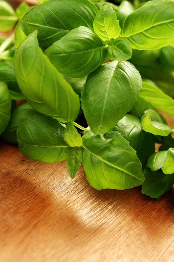 Fresh basil stock photo. Image of taste, spice, tasty - 8186712