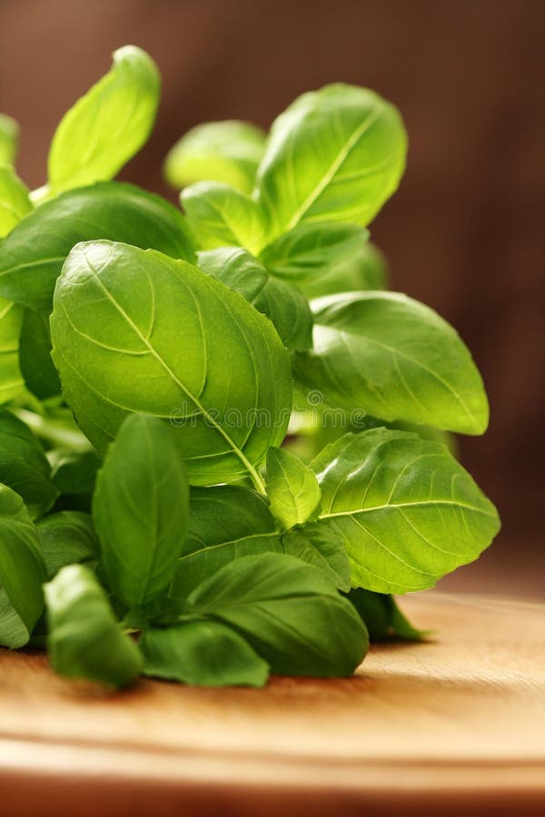 Fresh basil stock photo. Image of ingredient, seasoning - 8186812