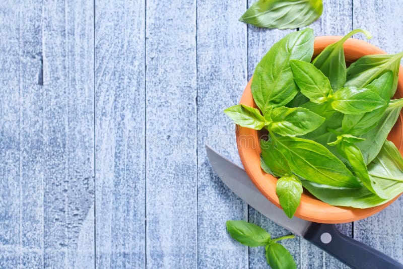 Fresh basil stock photo. Image of herbs, culinary, fresh - 39558384