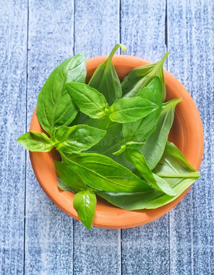 Fresh basil stock image. Image of basilic, aroma, macro - 39558389