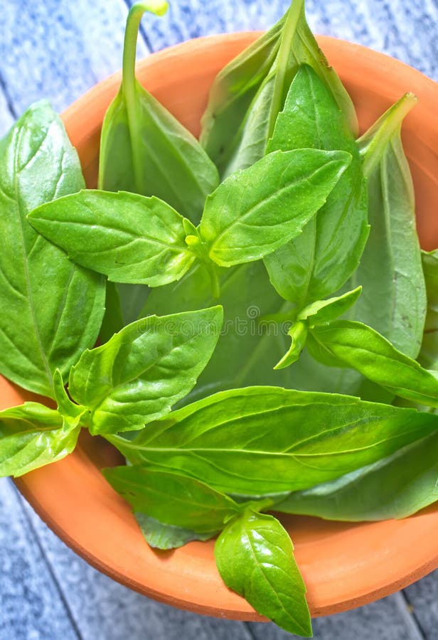 Fresh basil stock photo. Image of ingredients, italian - 39558394