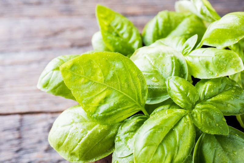 Fresh Basil in a Bowl of Wood on a Rustic Table Stock Image - Image of ...